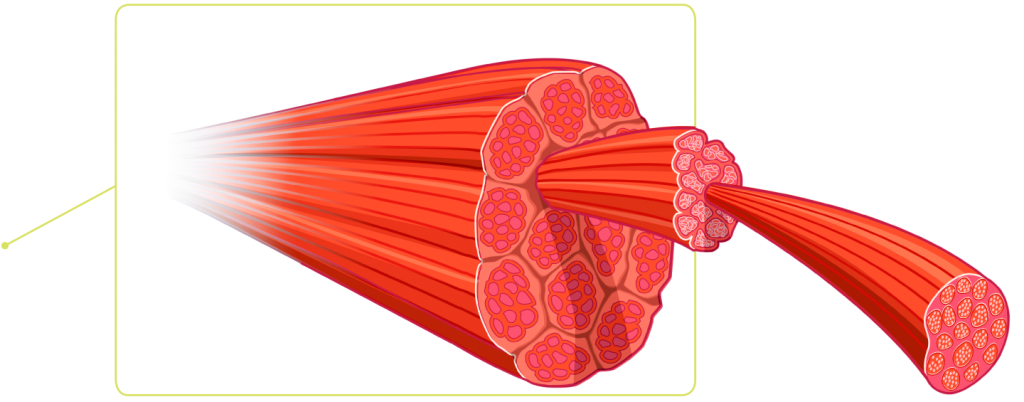 Muscle Fibers - Fast Twitch and Slow Twitch — Muskultura.mk